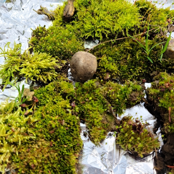 Accents | Live Moss Assortment For Fairy Graden Terrium | Poshmark